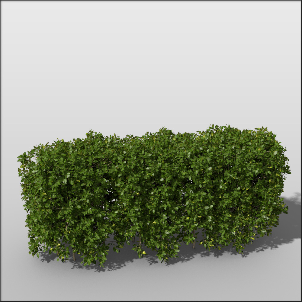 c4d shrub hedges