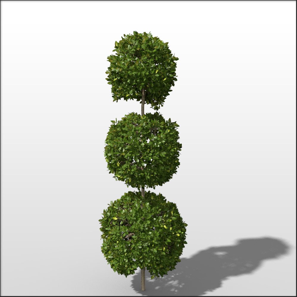 c4d shrub hedges