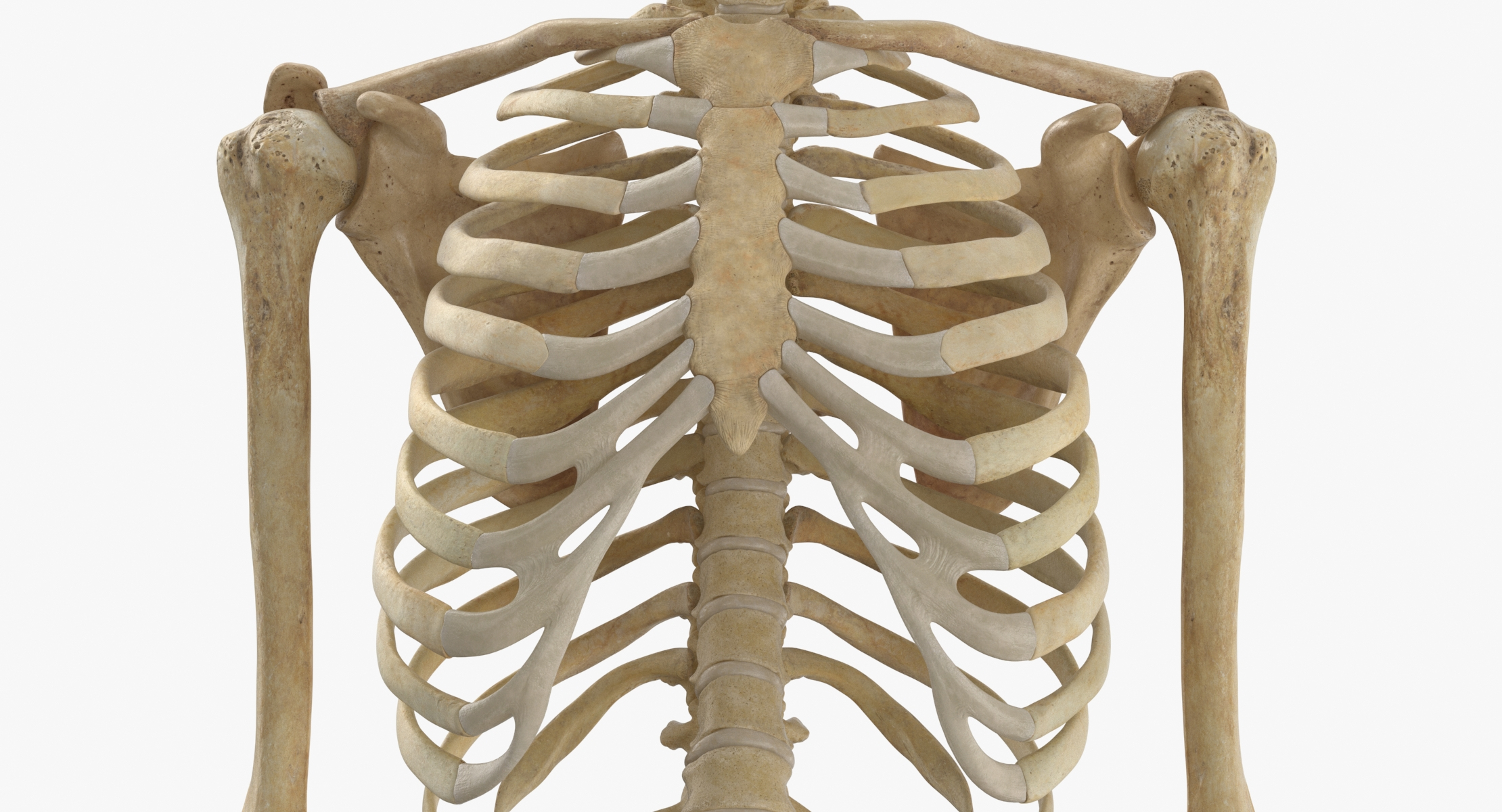 Human male skeleton bones 3D model - TurboSquid 1687576