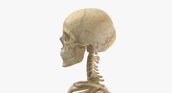 Human male skeleton bones 3D model - TurboSquid 1687576