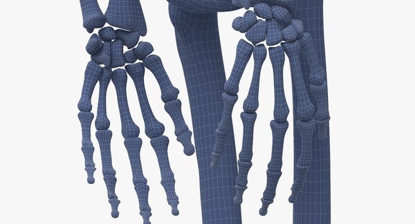 Human male skeleton bones 3D model - TurboSquid 1687576