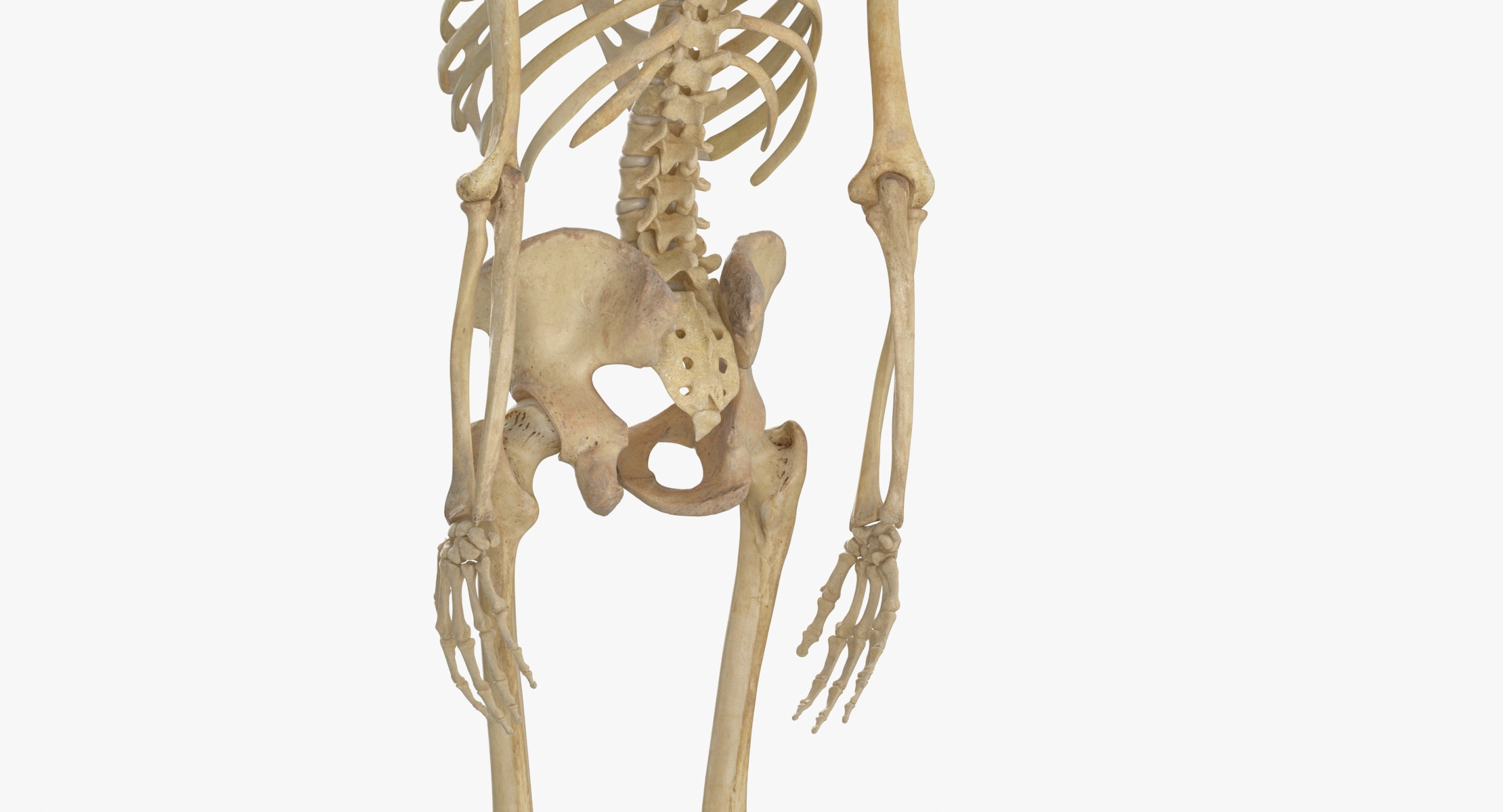 Human male skeleton bones 3D model - TurboSquid 1687576