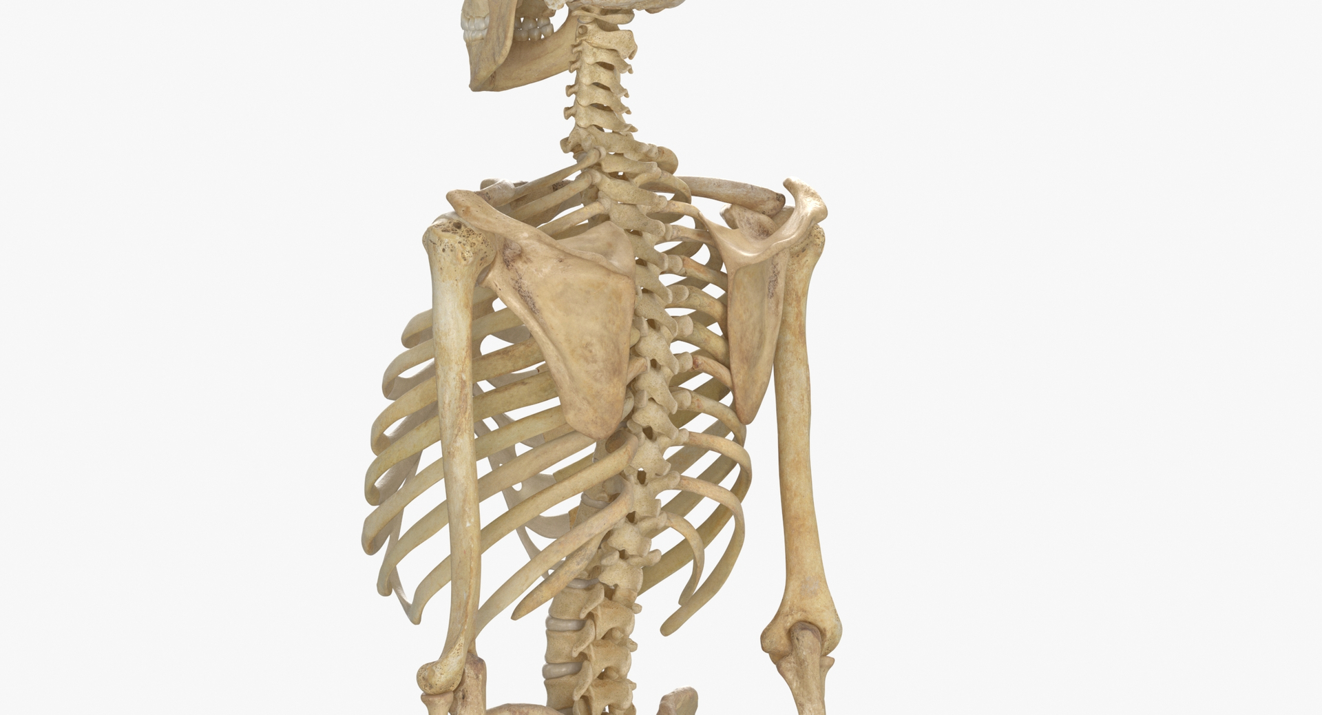 Human male skeleton bones 3D model - TurboSquid 1687576