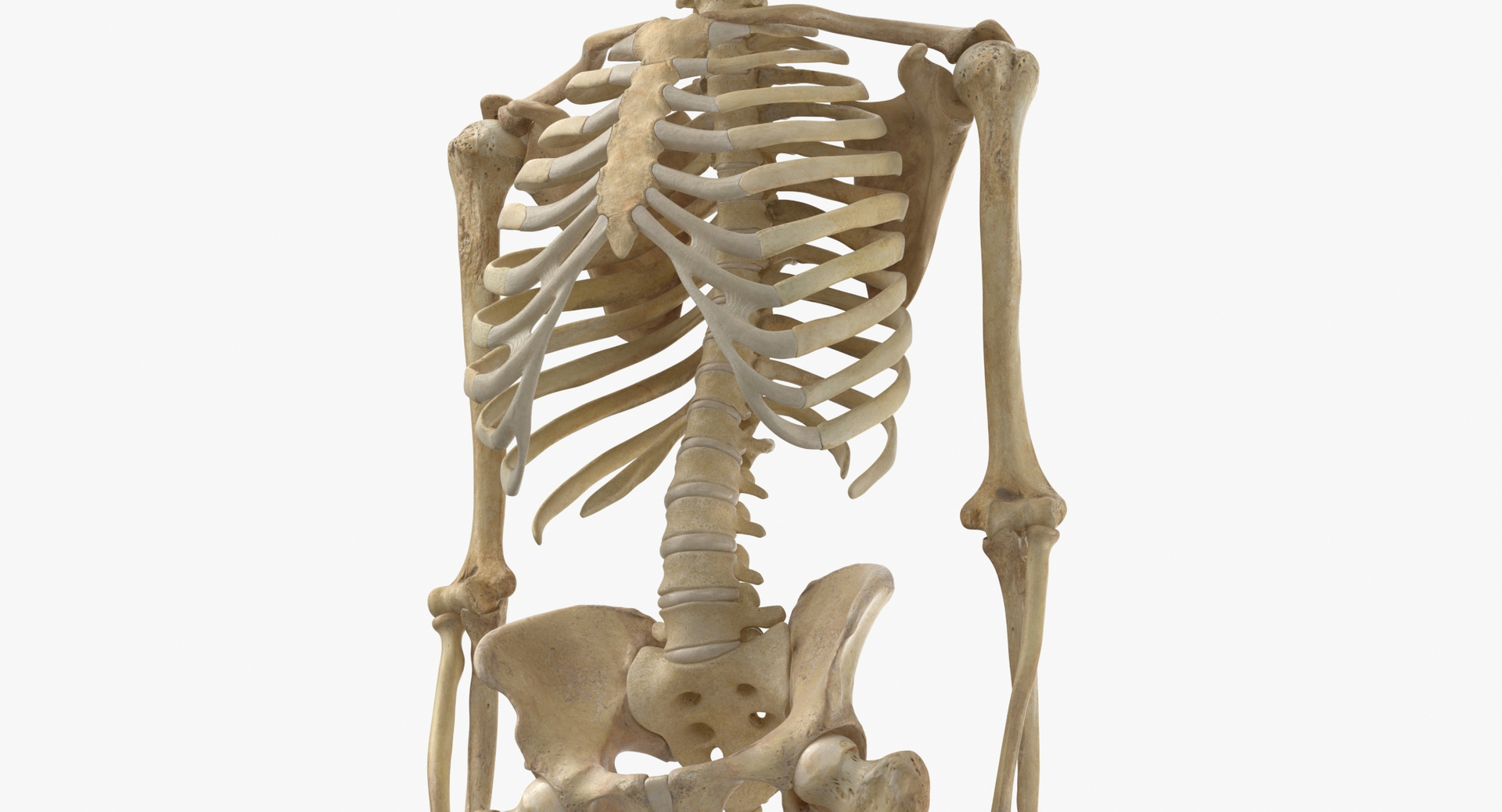 Human male skeleton bones 3D model - TurboSquid 1687576