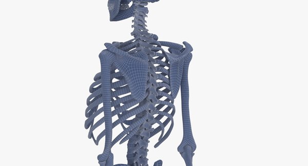 Human male skeleton bones 3D model - TurboSquid 1687576