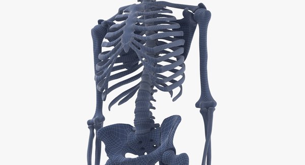 Human male skeleton bones 3D model - TurboSquid 1687576
