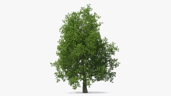 modelo 3d Árbol de álamo realista - TurboSquid 2237050