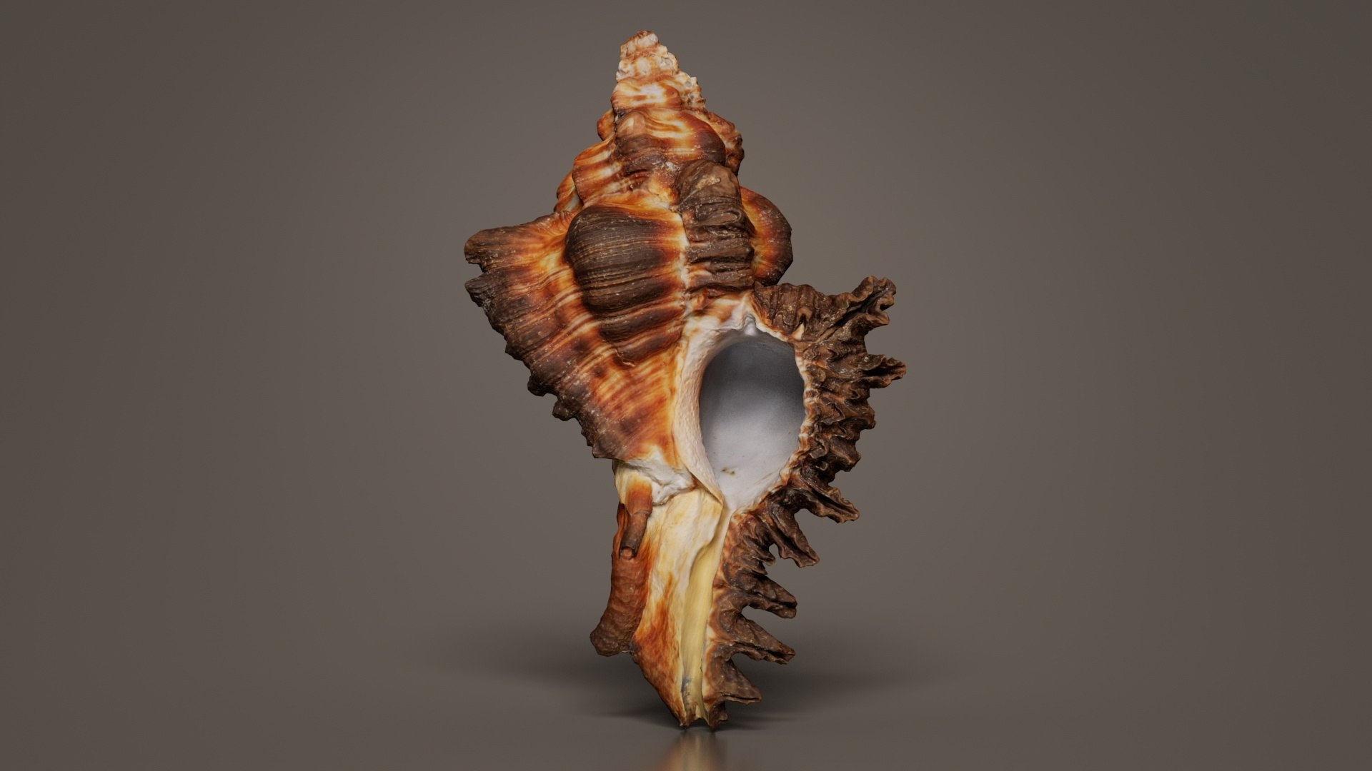 3D Chicoreus Banksii Brown Mollusk Sea Shell Remastered - TurboSquid ...