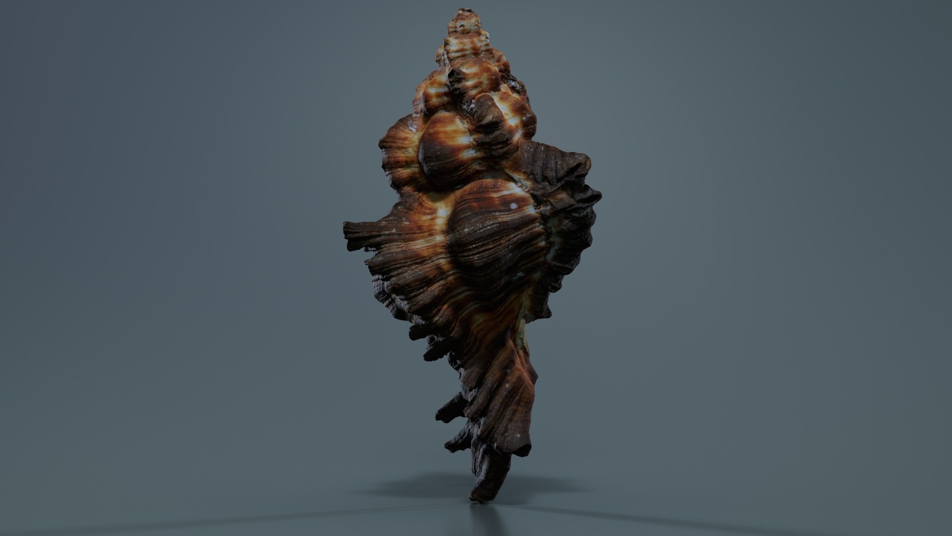 3D Chicoreus Banksii Brown Mollusk Sea Shell Remastered - TurboSquid ...