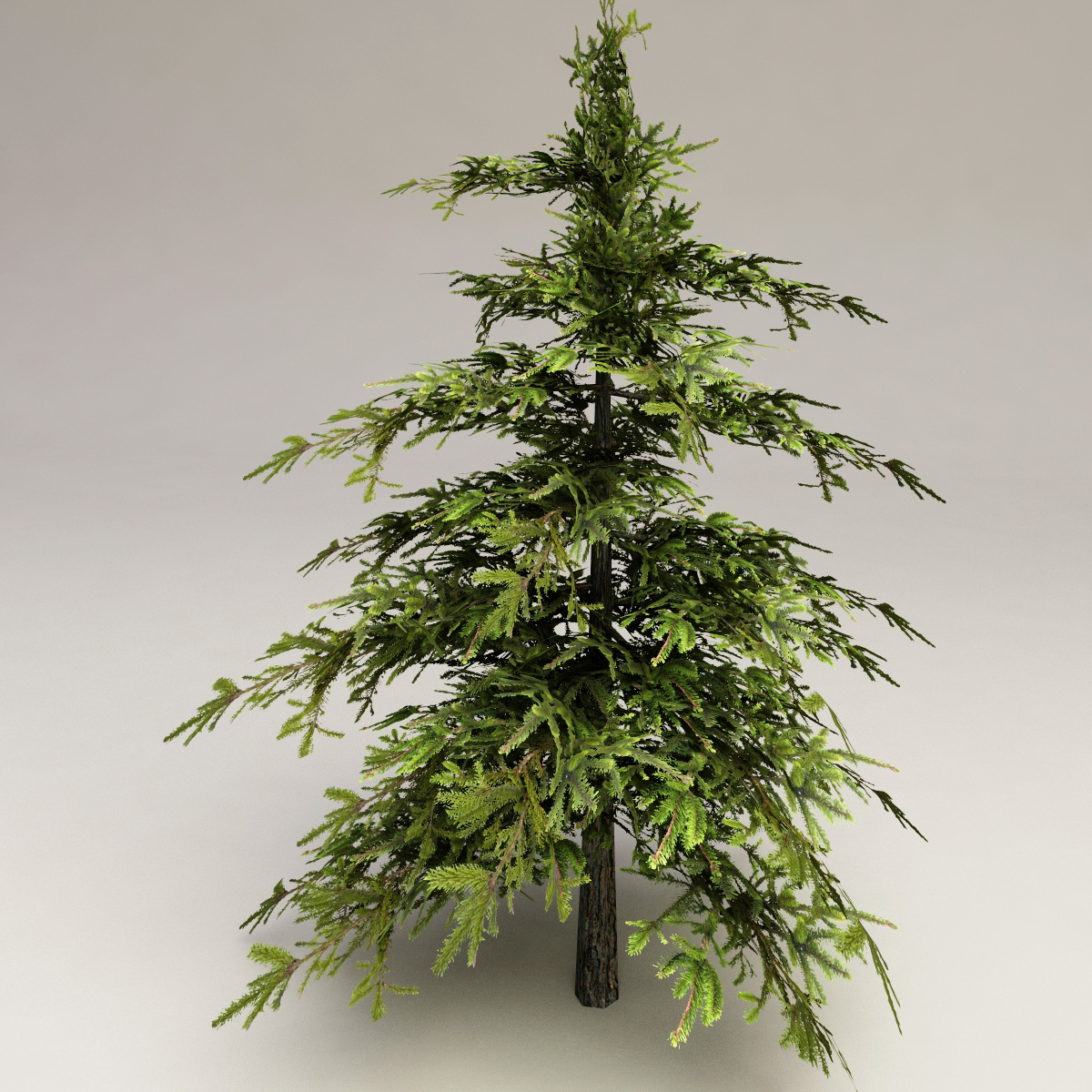 low-poly fir tree 3d model