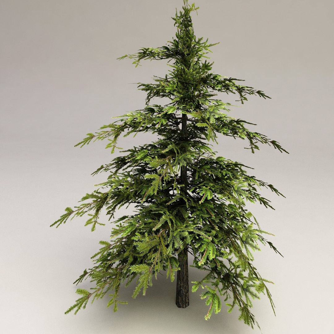 Low-poly Fir Tree 3d Model