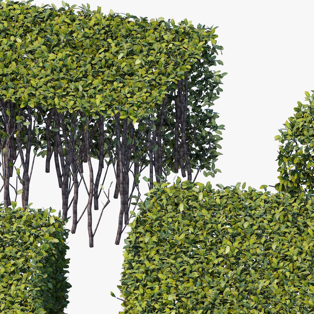 3D Hedge H - TurboSquid 1164496