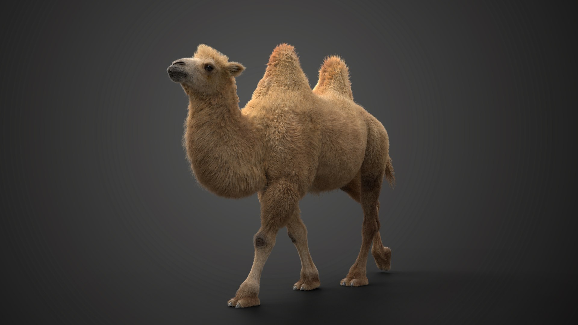 Bactrian Camel Animated 3D Model - TurboSquid 1904137