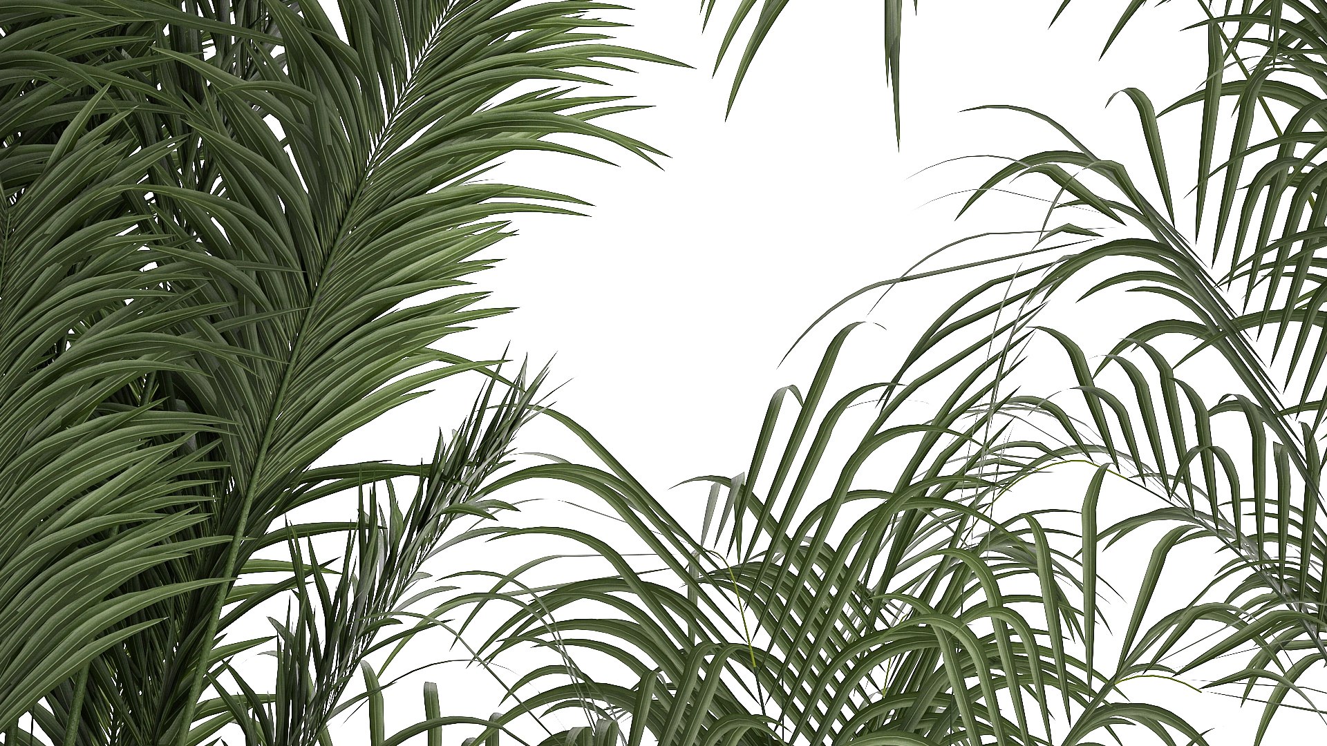 Beautiful Howea Forsteriana Palm Trees In Flower Pots 1268 3D Model ...