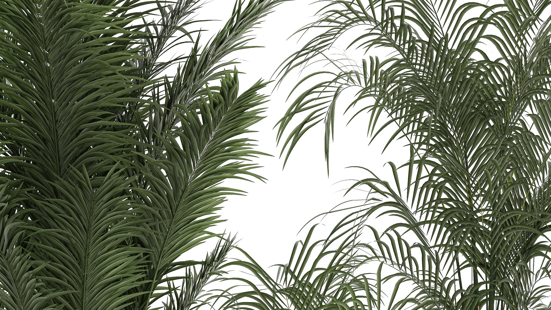 Beautiful Howea Forsteriana Palm Trees In Flower Pots 1268 3D Model ...