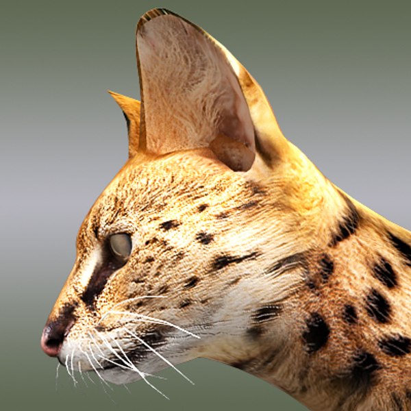 3d model serval cats