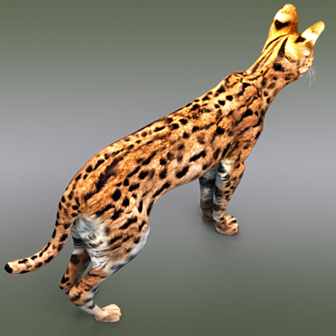 3d model serval cats