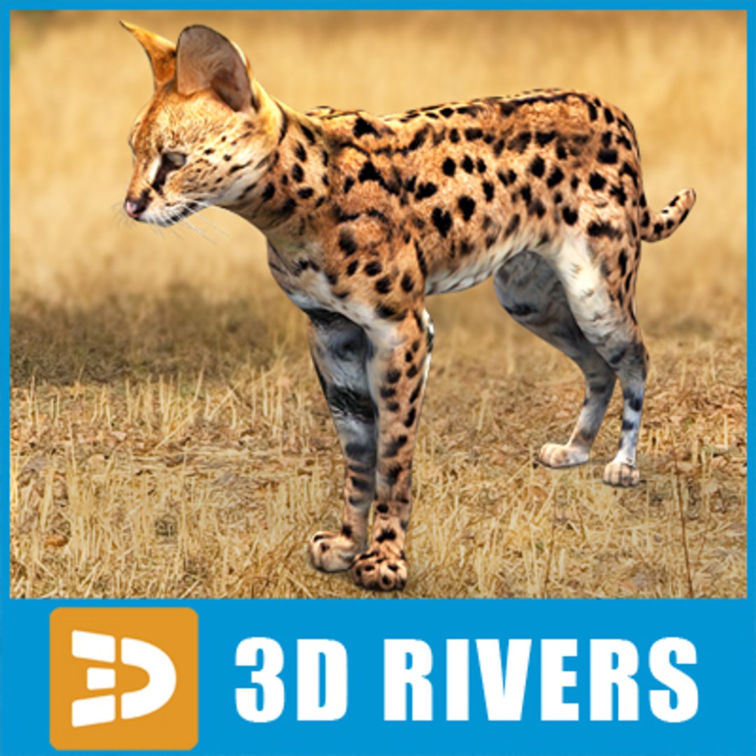 3d model serval cats