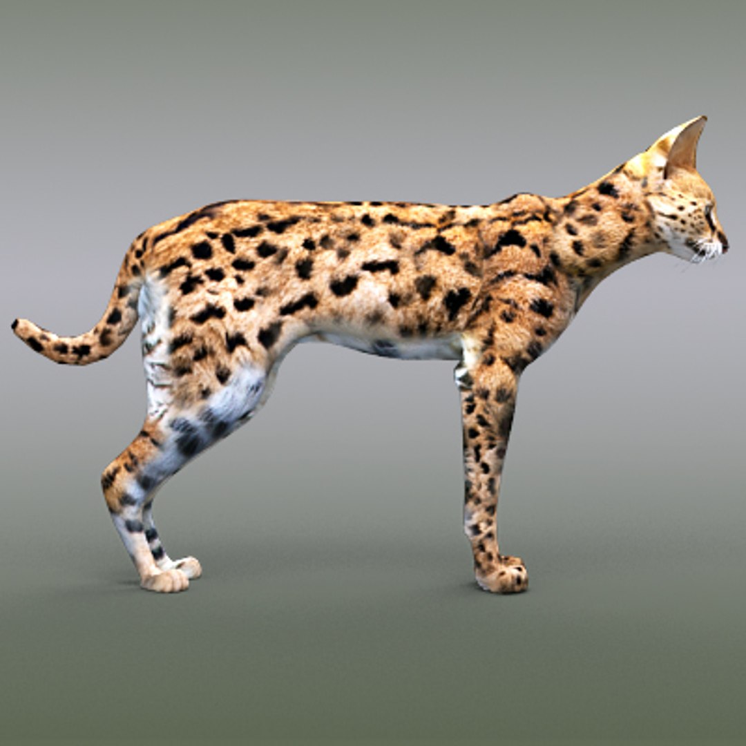 3d model serval cats