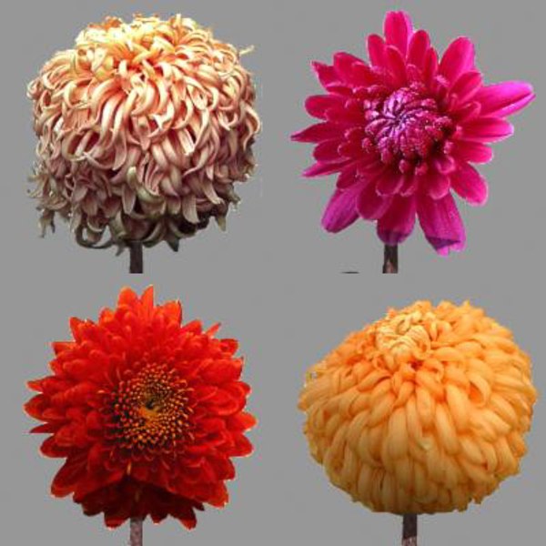 maya plants flower