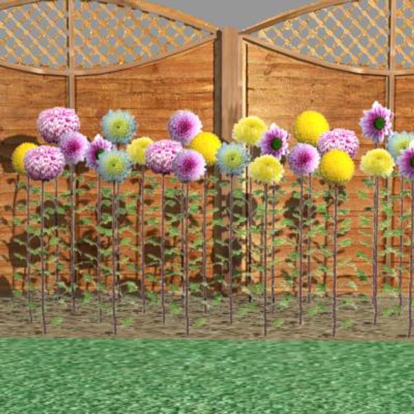 maya plants flower