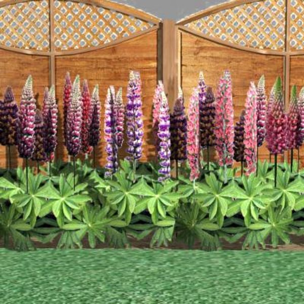 maya plants flower