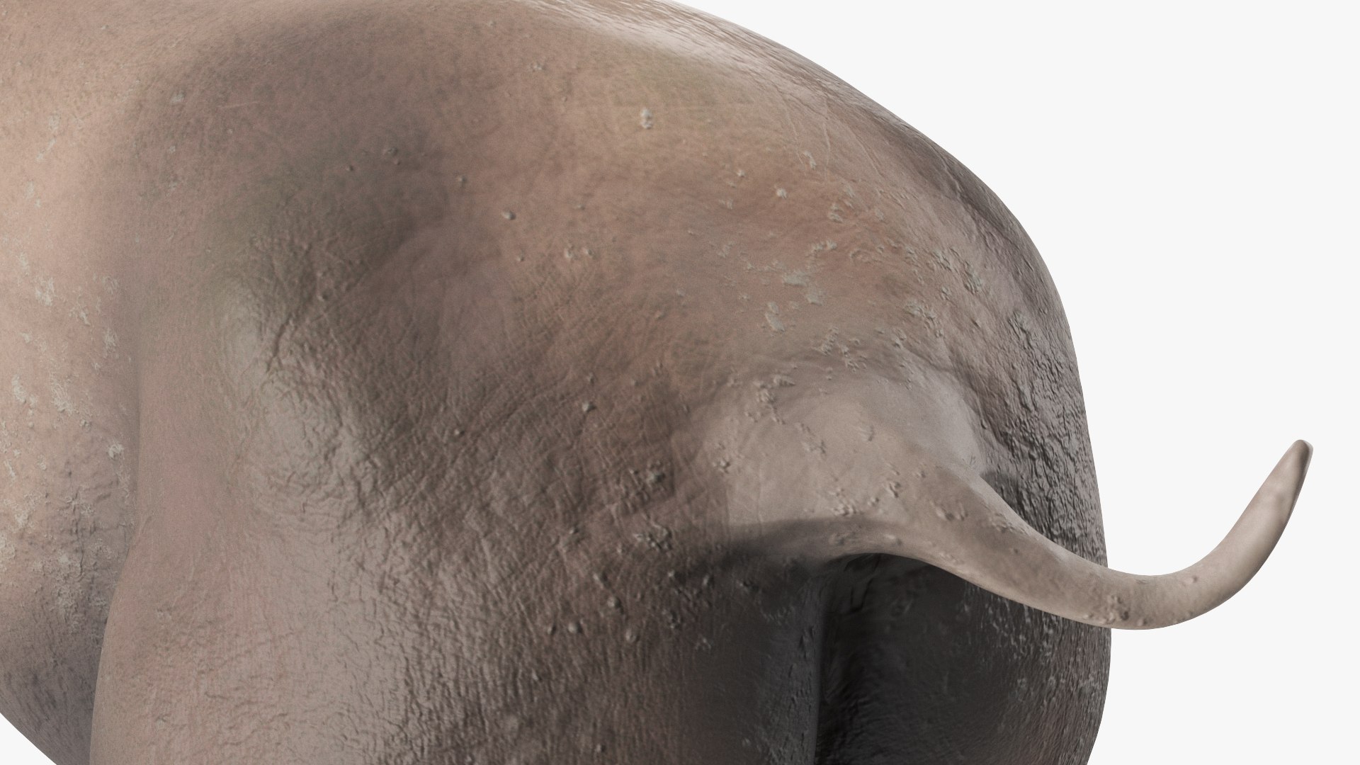 3D Elasmotherium Rigged - TurboSquid 1981395