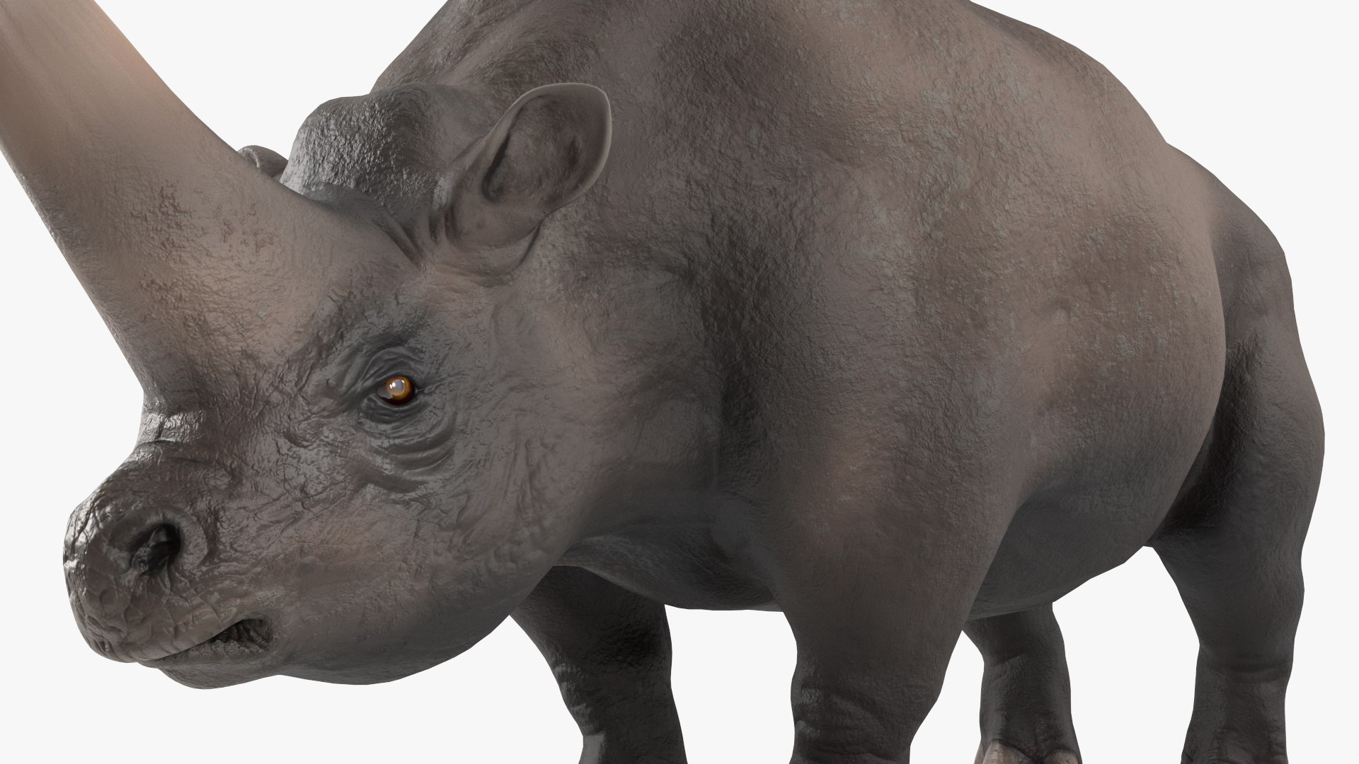 3D Elasmotherium Rigged - TurboSquid 1981395
