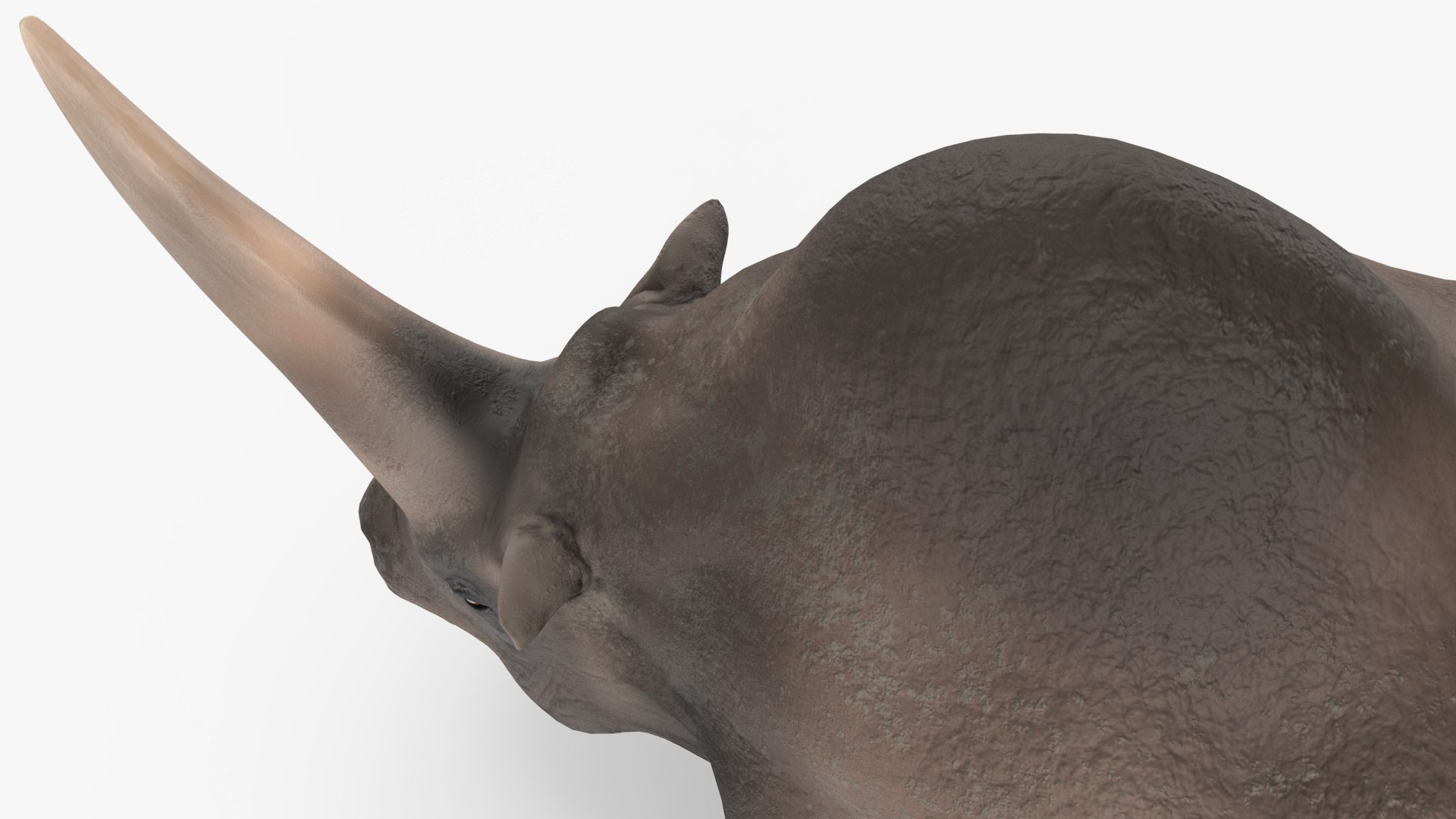 3D Elasmotherium Rigged - TurboSquid 1981395