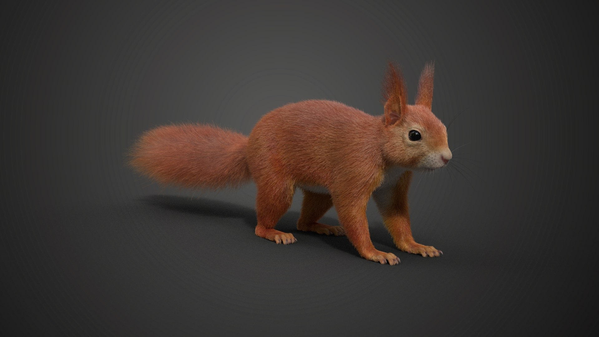 3D RedSquirrel Summer Animated - TurboSquid 2048843