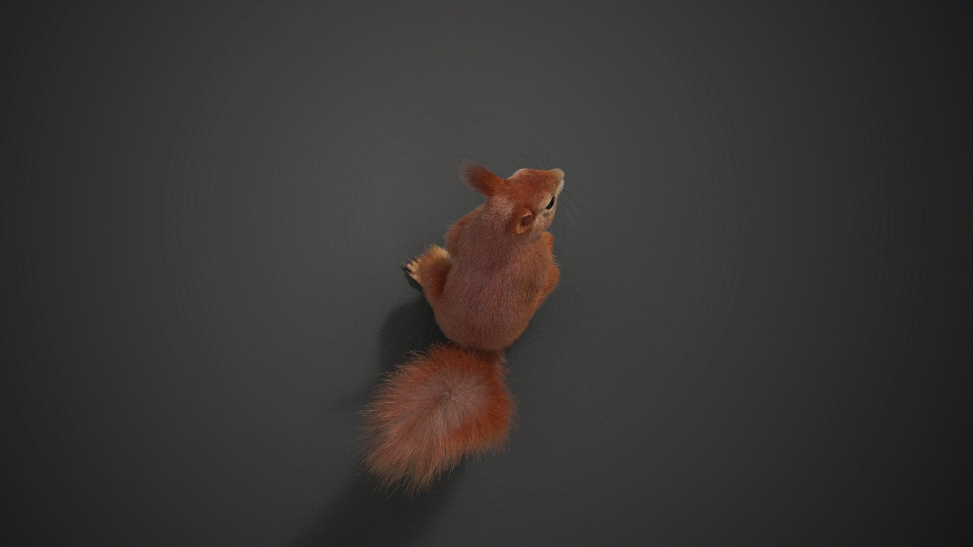 3D RedSquirrel Summer Animated - TurboSquid 2048843