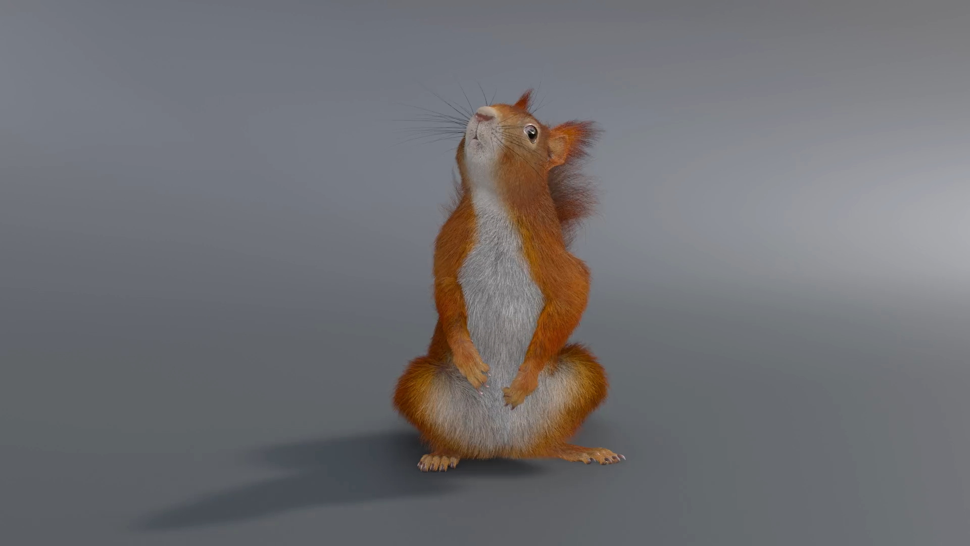 3D RedSquirrel Summer Animated - TurboSquid 2048843