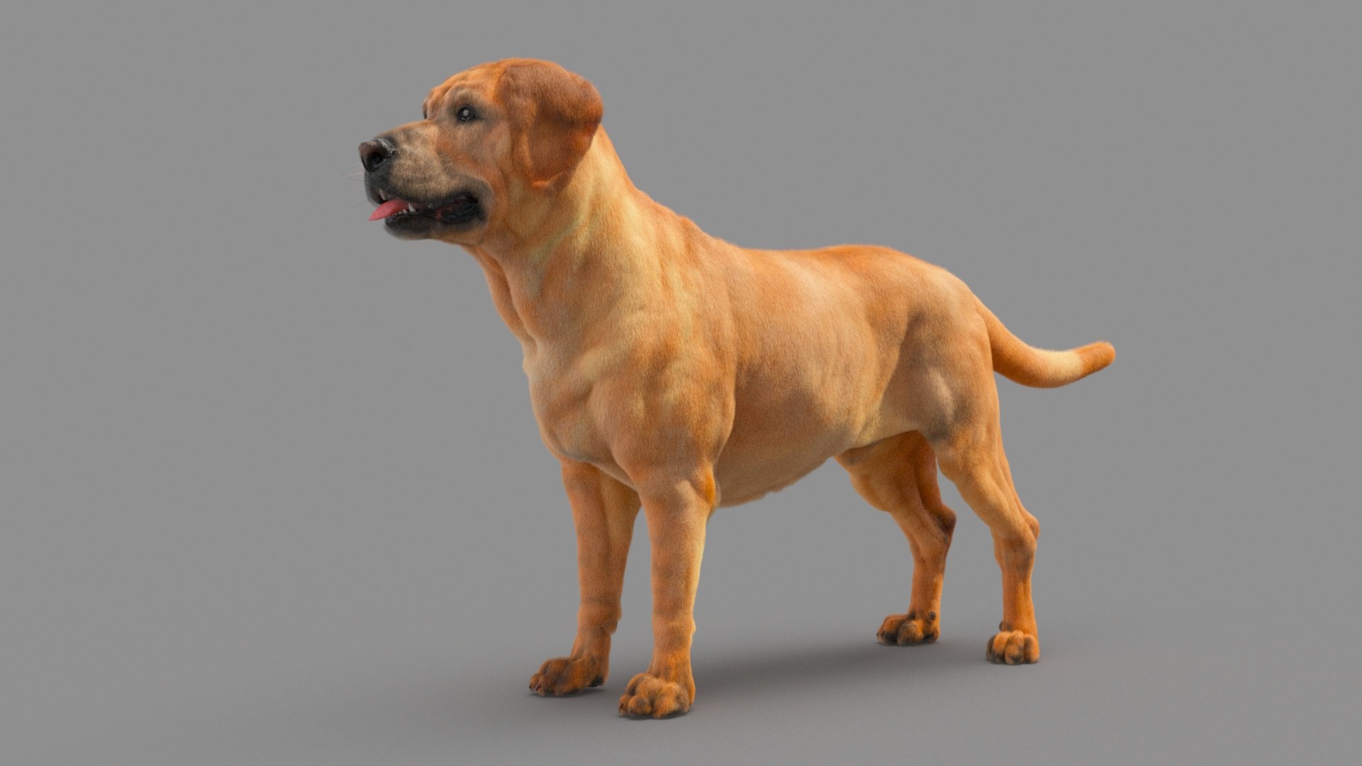 Labrador Retriver 3D - TurboSquid 1735418
