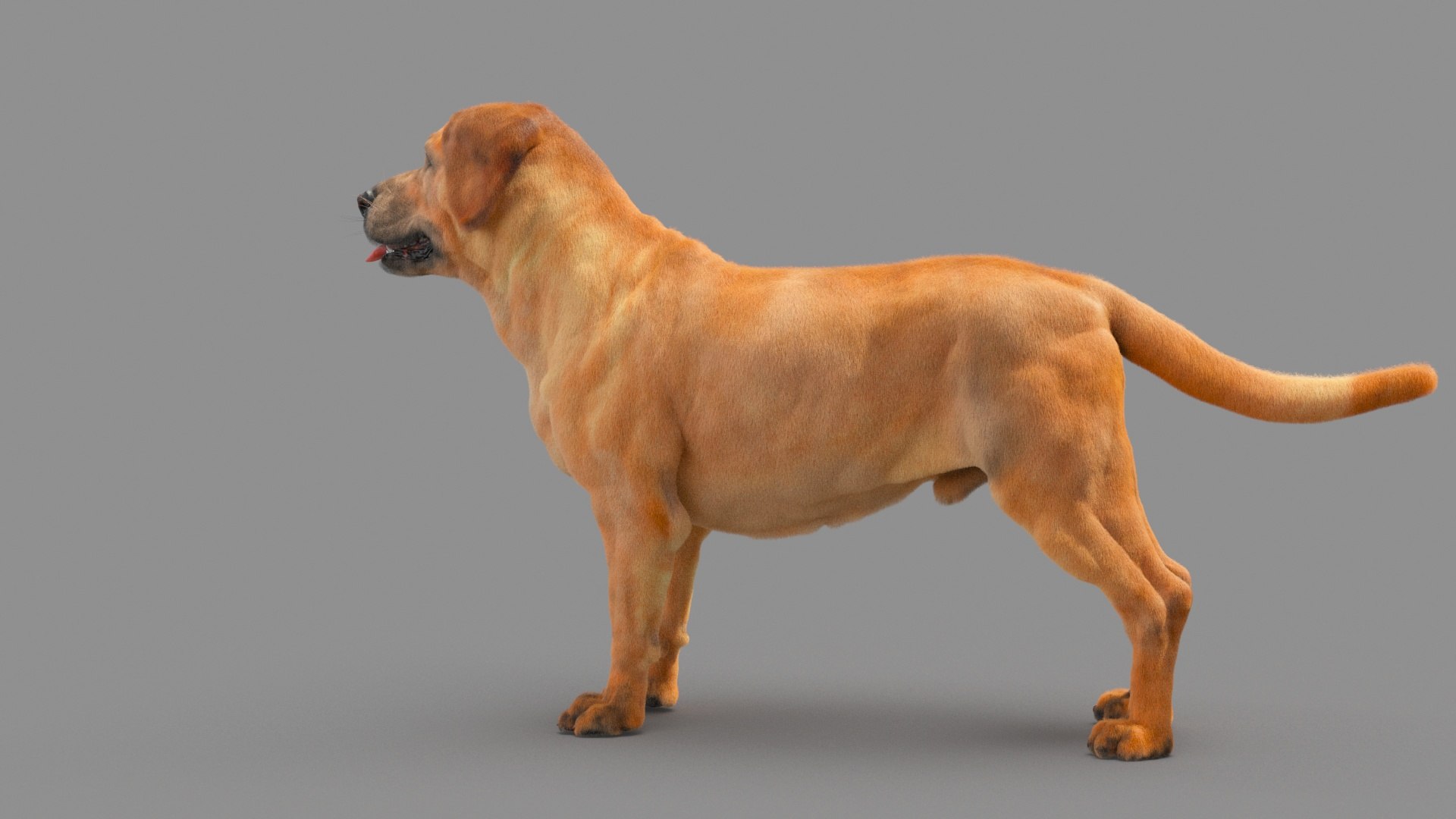 Labrador Retriver 3D - TurboSquid 1735418