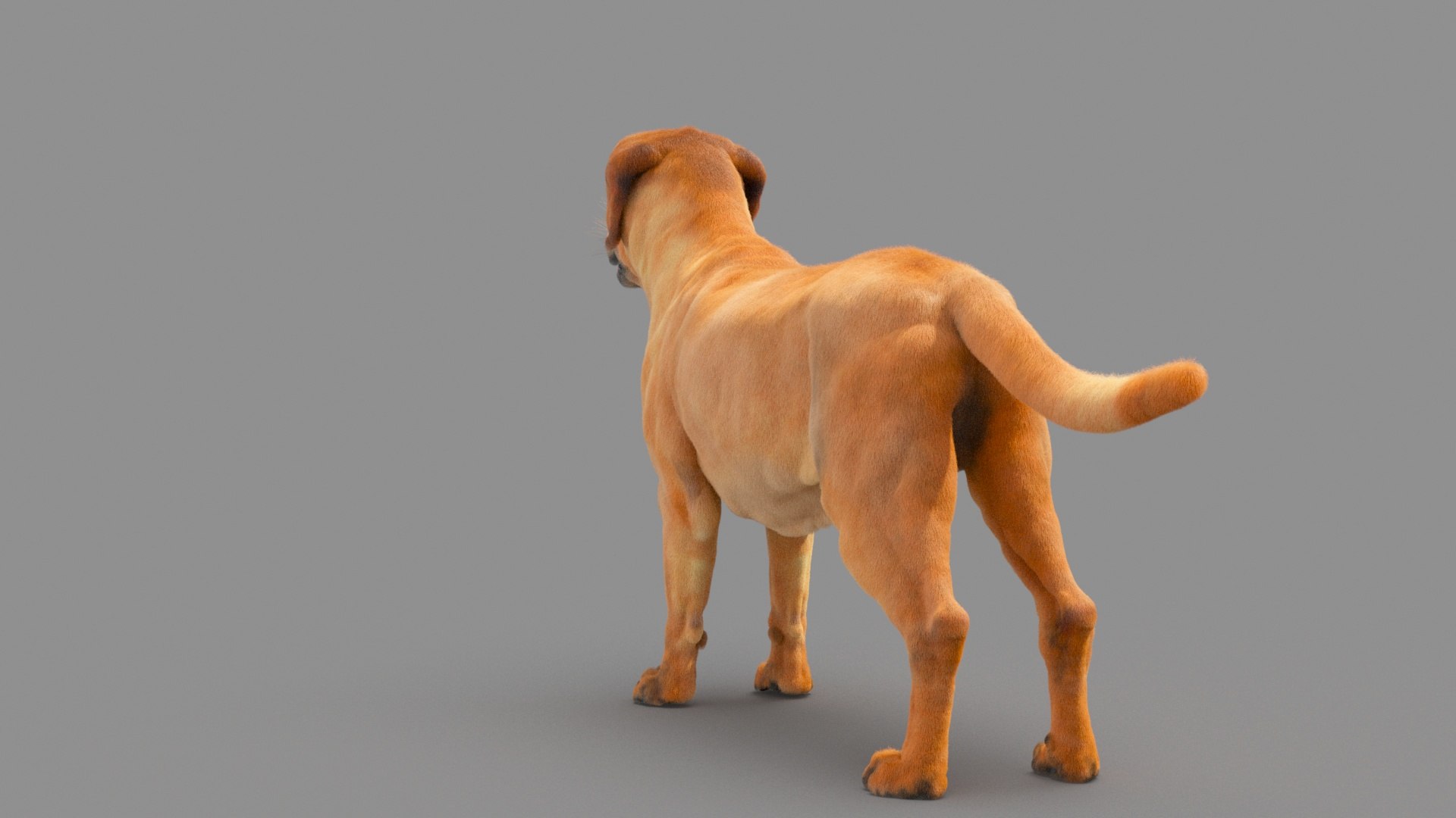 Labrador Retriver 3D - TurboSquid 1735418