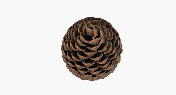 3D pine cone model - TurboSquid 1404365