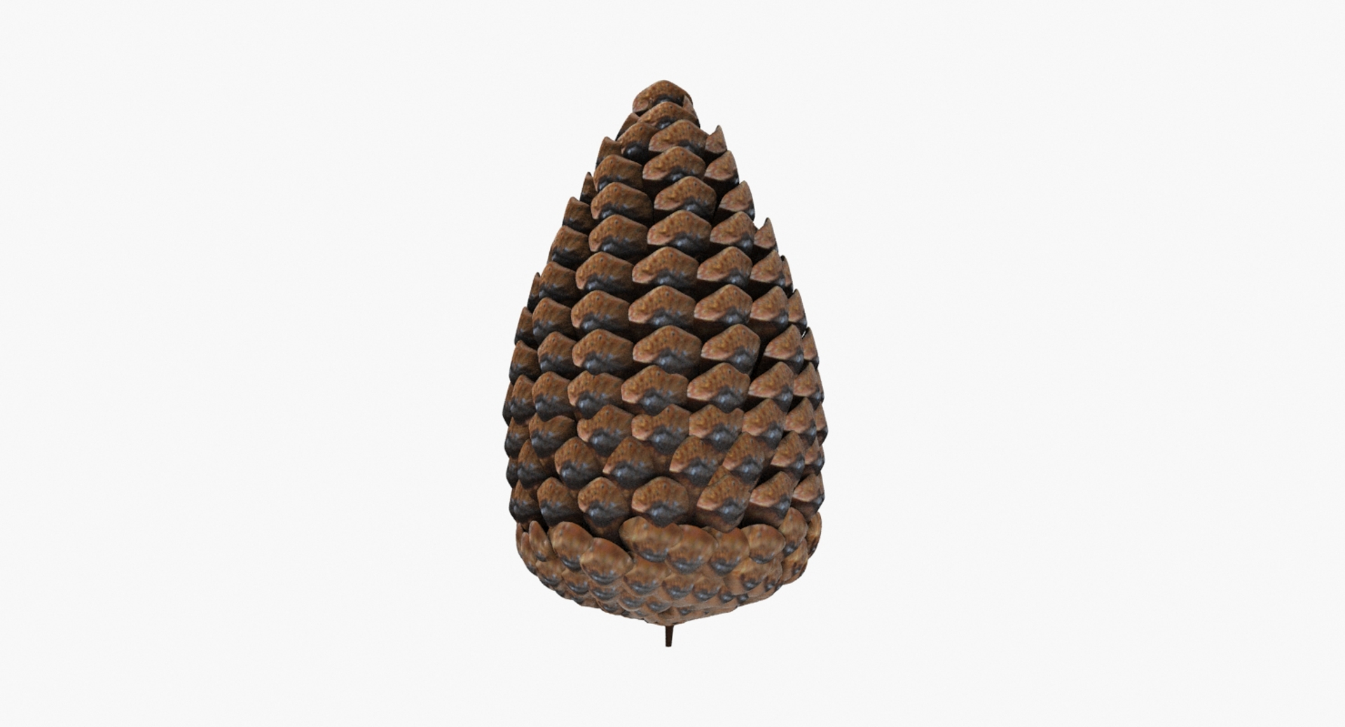 3D Pine Cone Model - TurboSquid 1404365