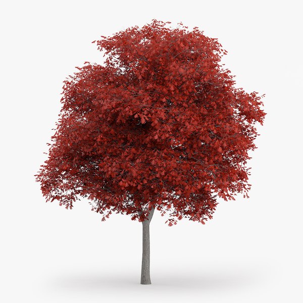 northern red oak 8 3d model