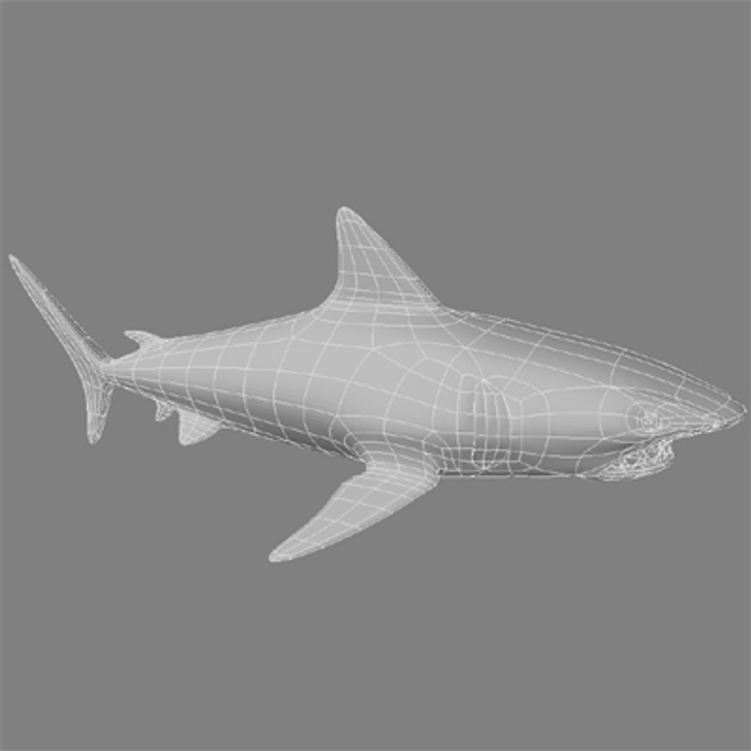Great White Shark 3d Model
