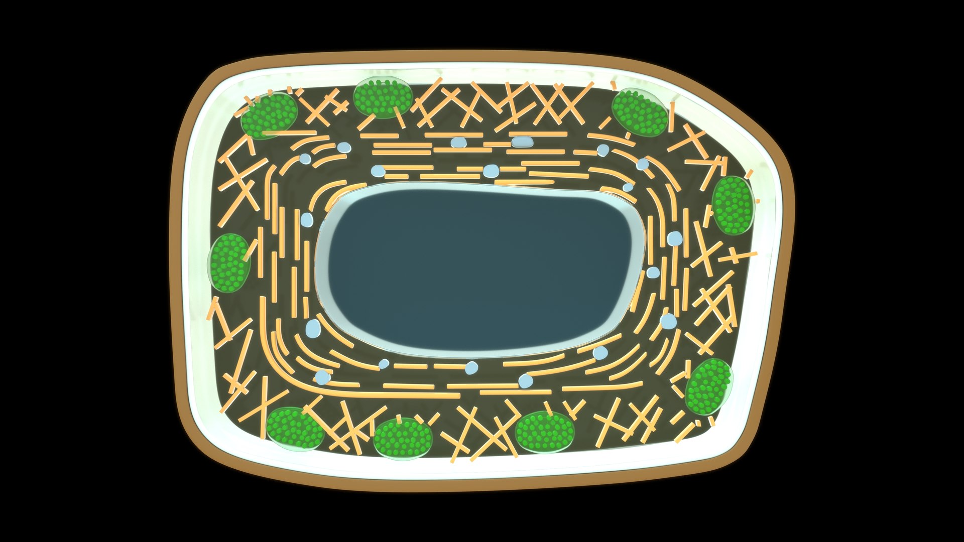 Cytoplasmic Streaming Cell 3D Model - TurboSquid 2205397
