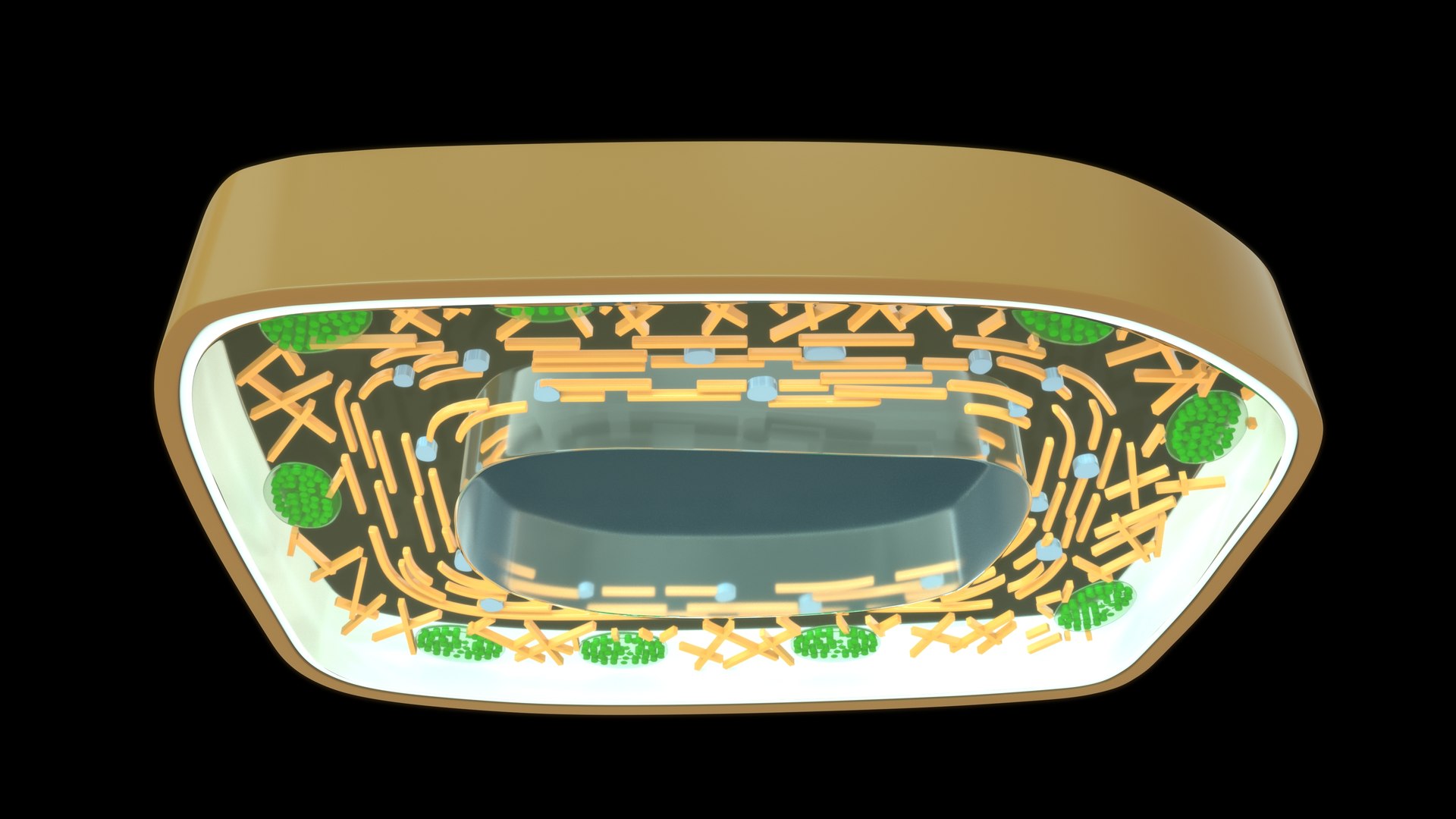 Cytoplasmic Streaming Cell 3d Model Turbosquid 2205397