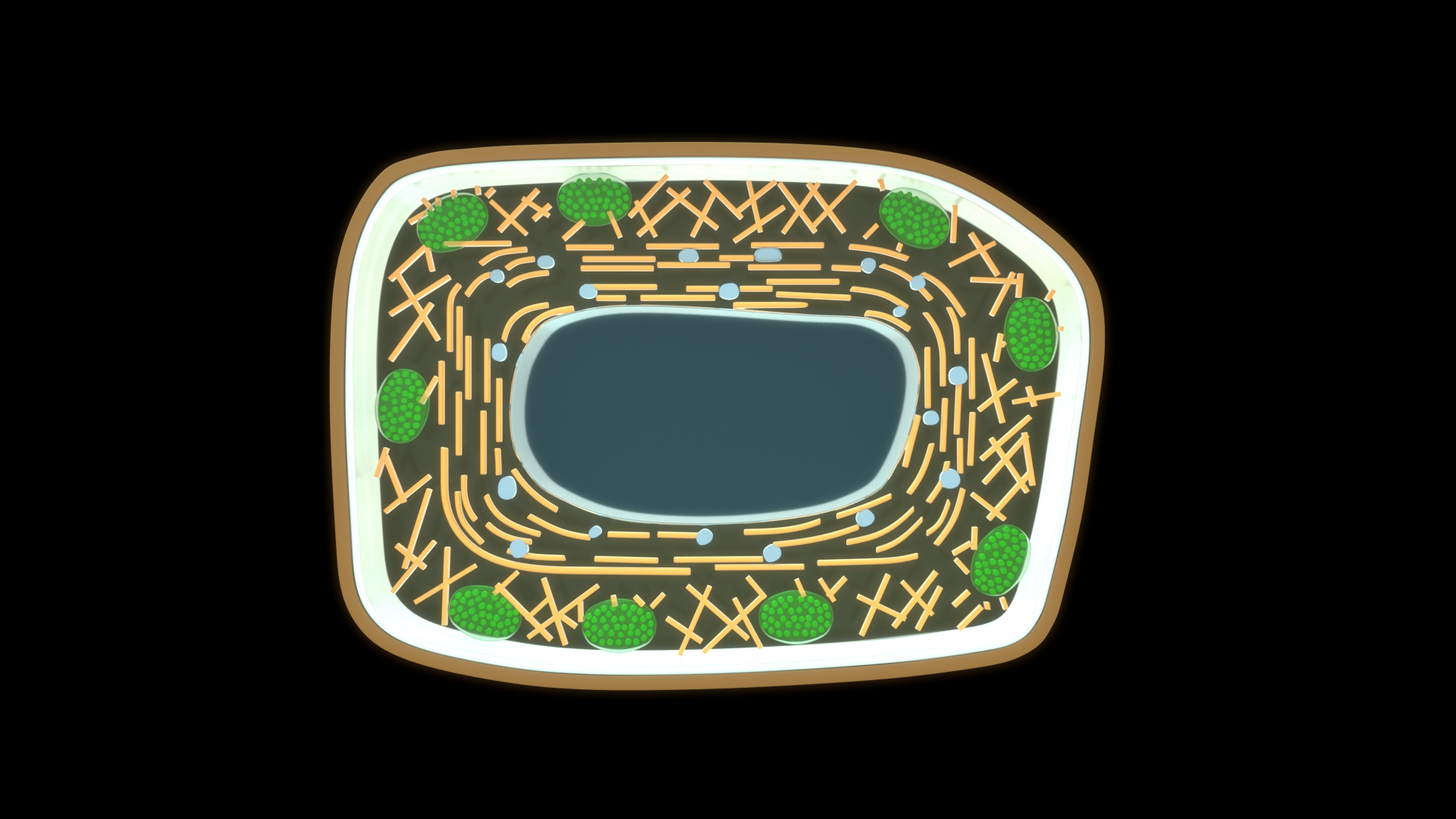 Cytoplasmic Streaming Cell 3D Model - TurboSquid 2205397