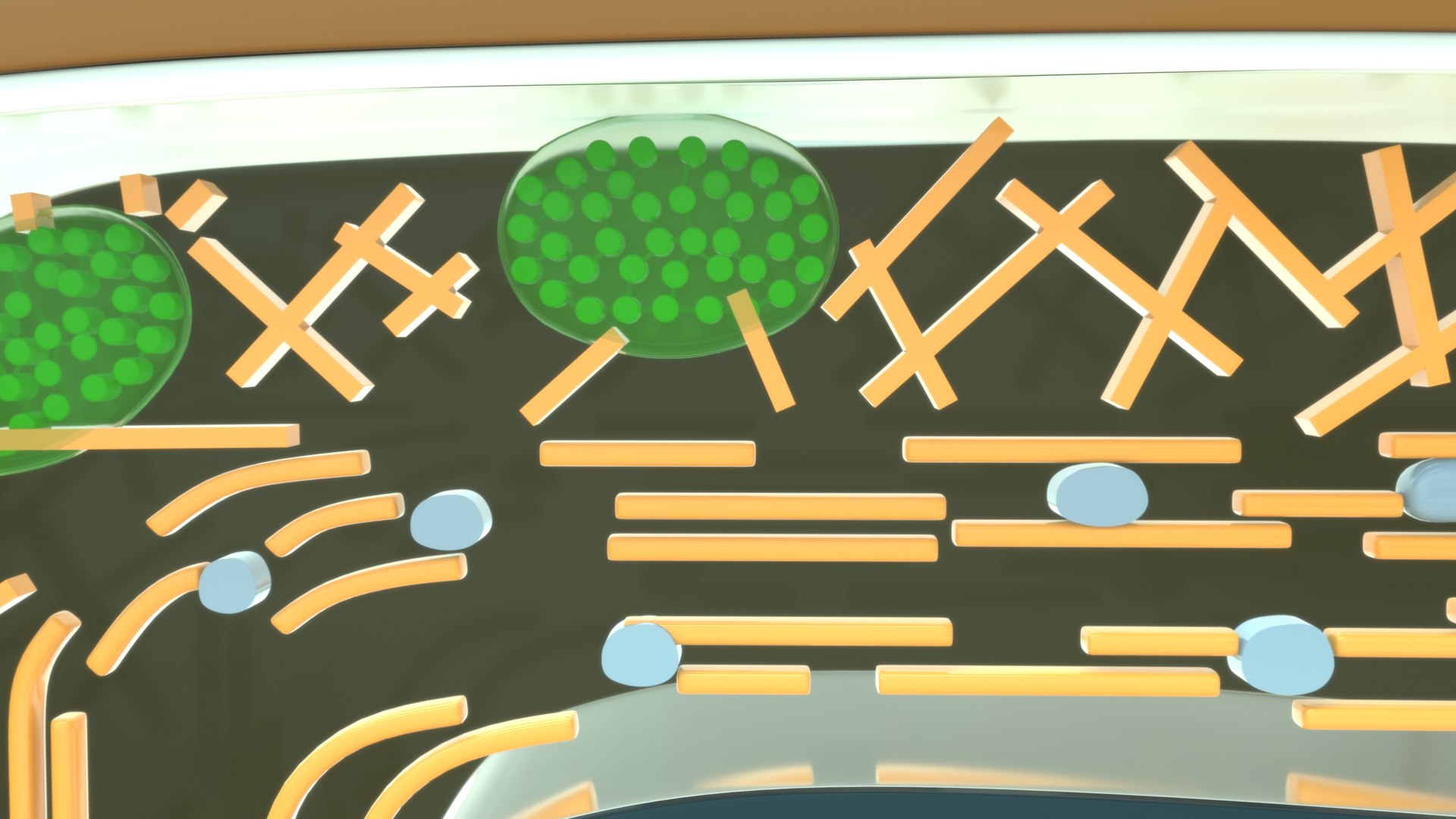 Cytoplasmic Streaming Cell 3d Model Turbosquid 2205397