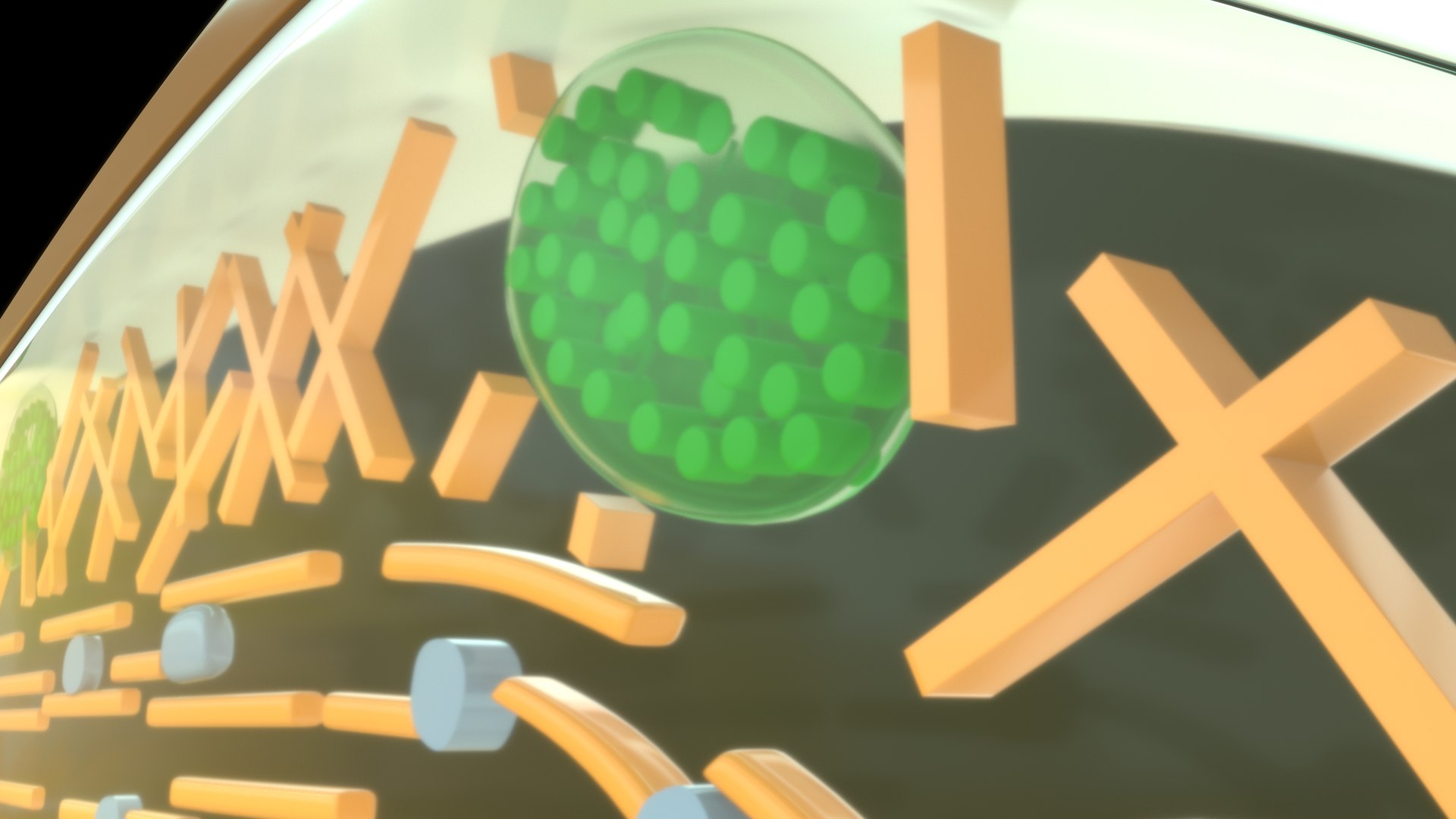 Cytoplasmic Streaming Cell 3D Model - TurboSquid 2205397