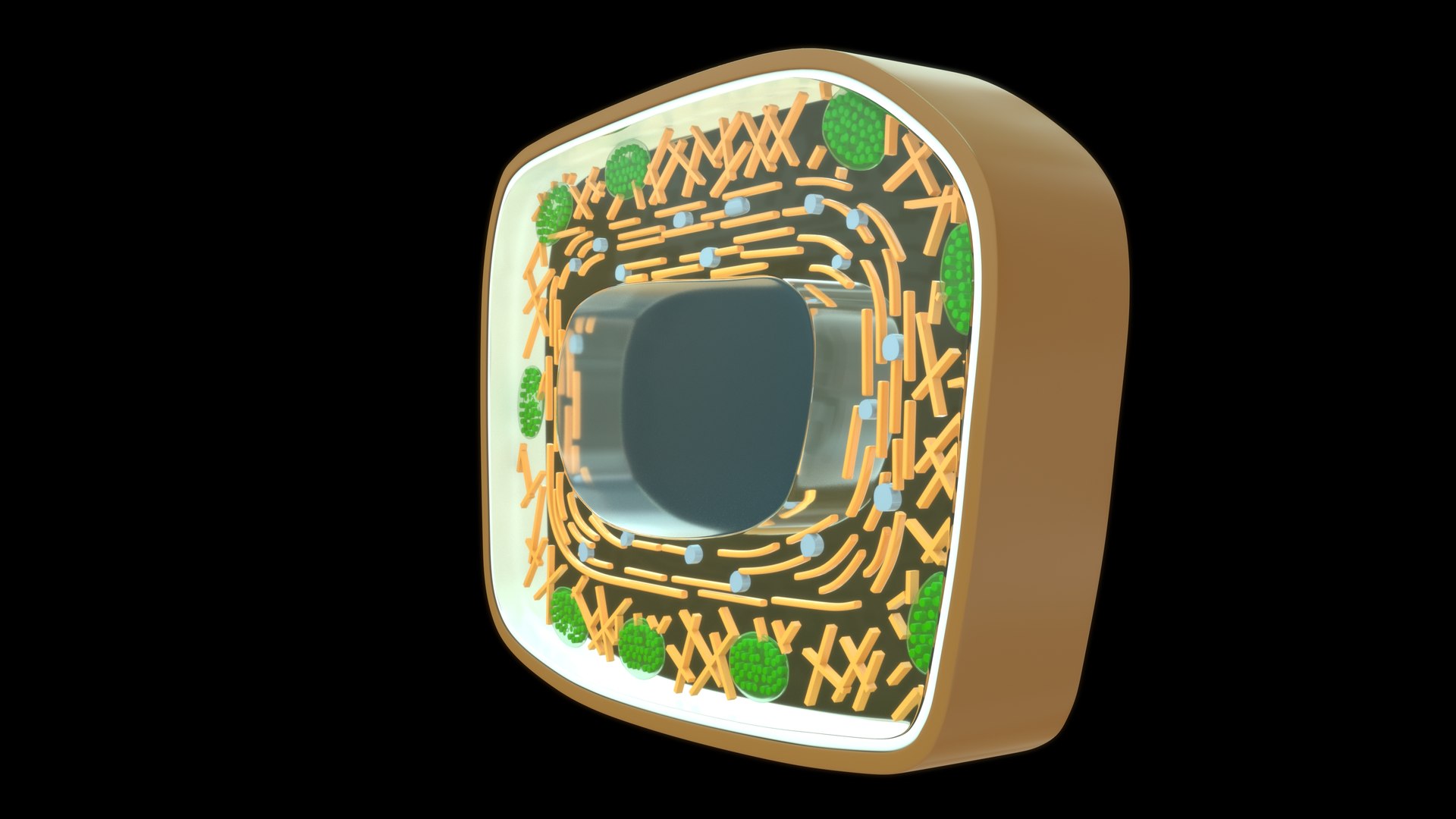Cytoplasmic Streaming Cell 3D Model - TurboSquid 2205397