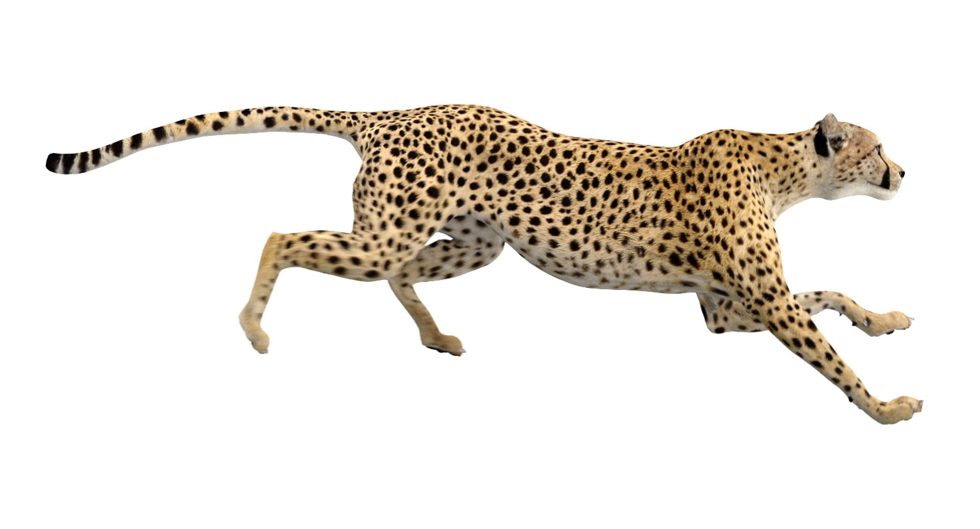 Running Cheetah Animation