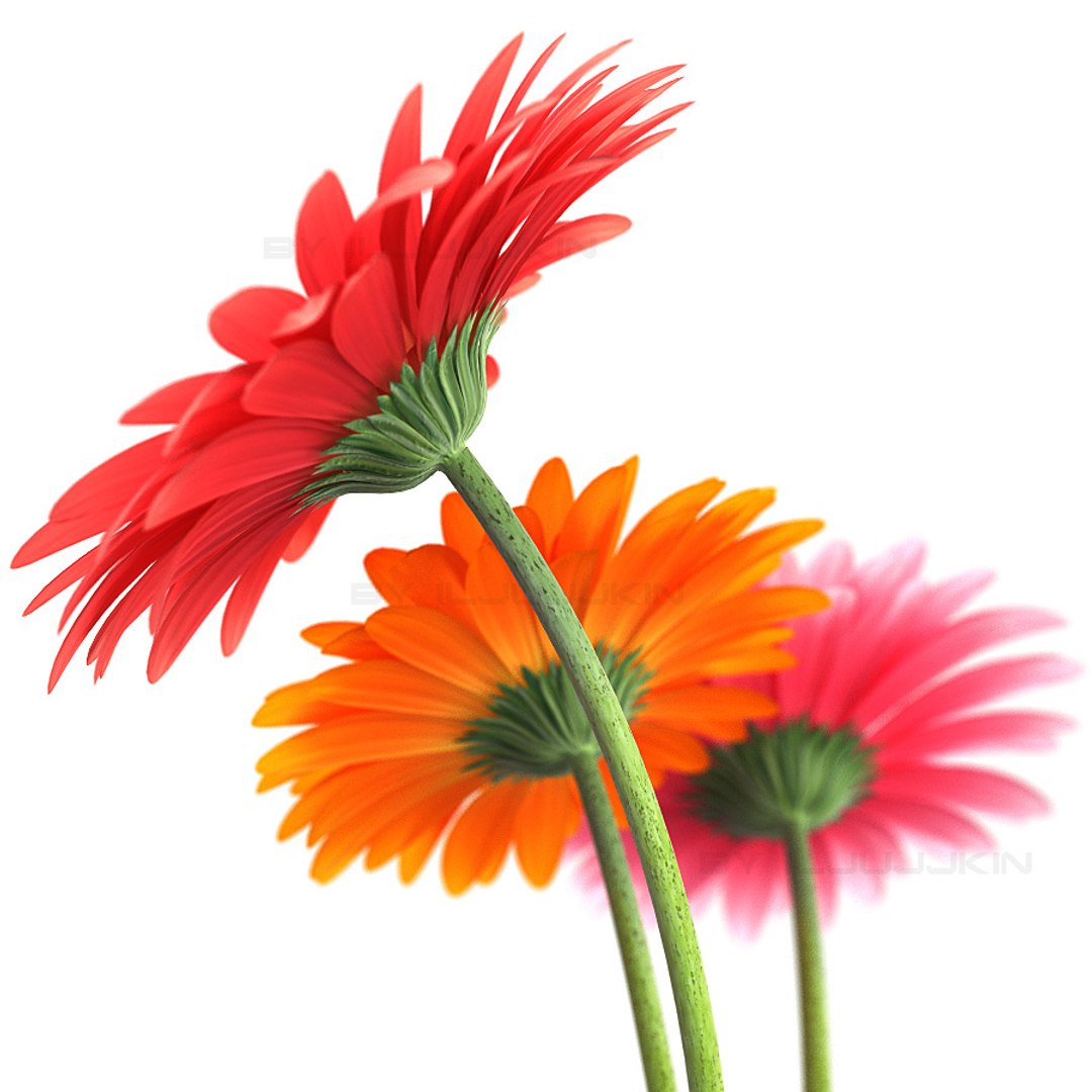 flowers gerbera 3d model