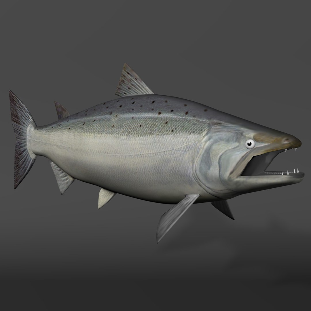 3d Obj Coho Salmon