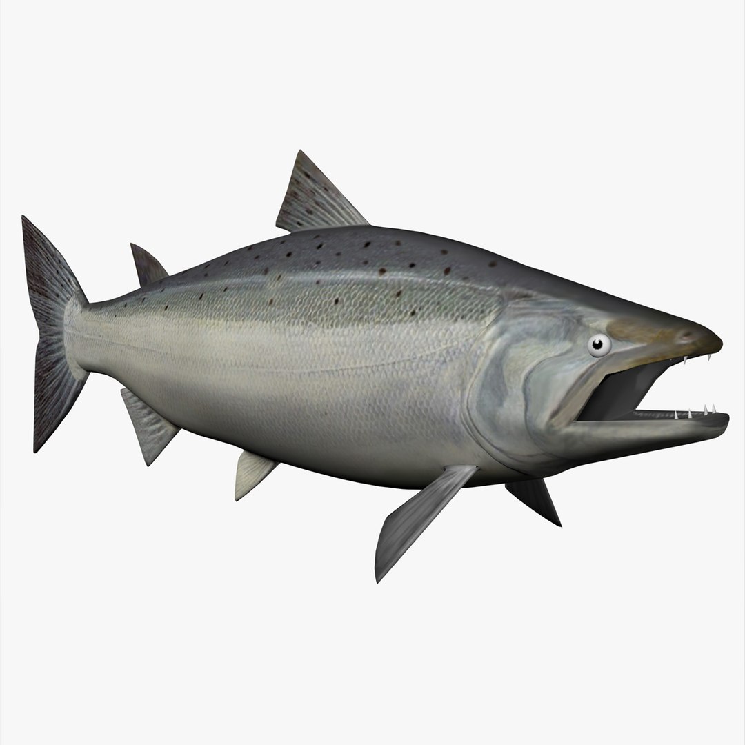 3d Obj Coho Salmon