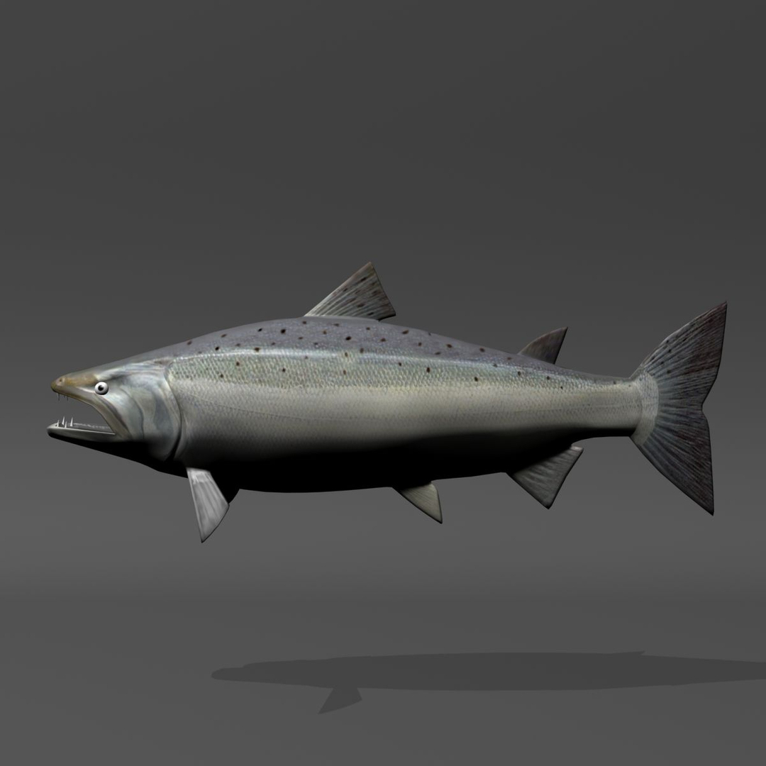 3d Obj Coho Salmon